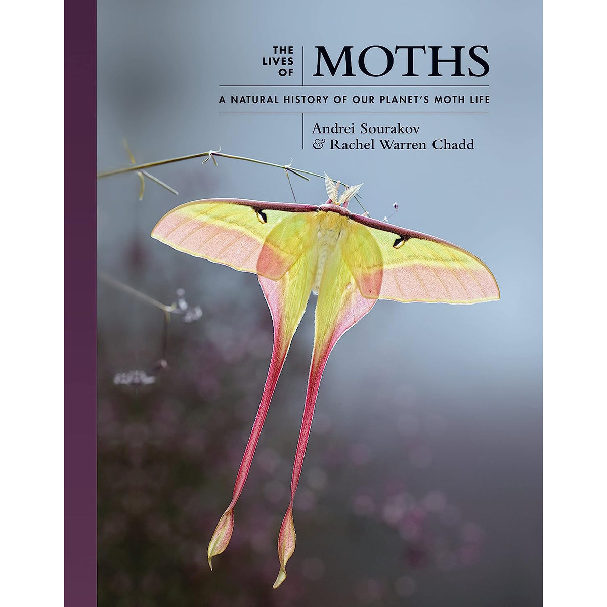 The Lives of Moths | Brain Spice