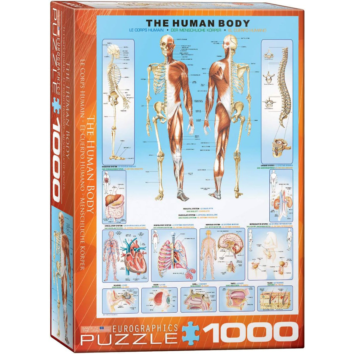 The Human Body - Jigsaw 1000pc | Brain Spice