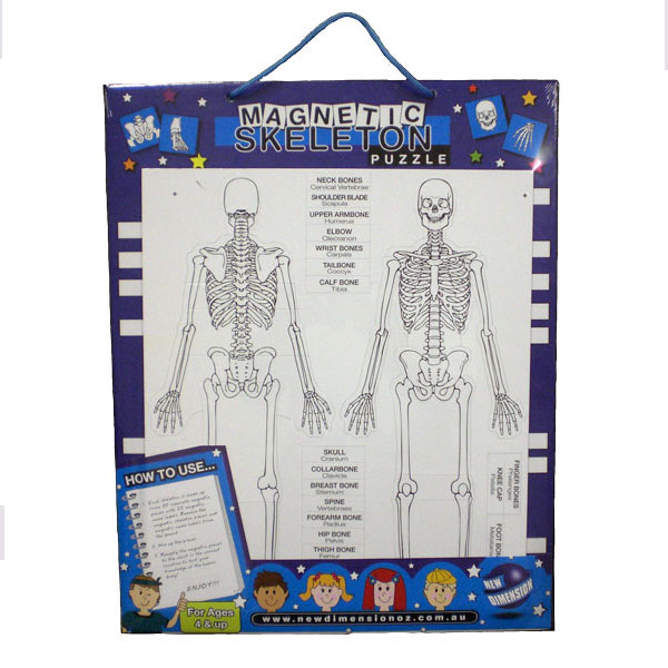 Magnetic Skeleton Chart | Brain Spice